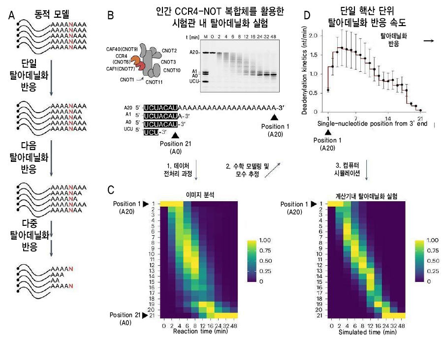 단일핵산 분석법을 개발하여 mRNA 꼬리 분해 기전 규명